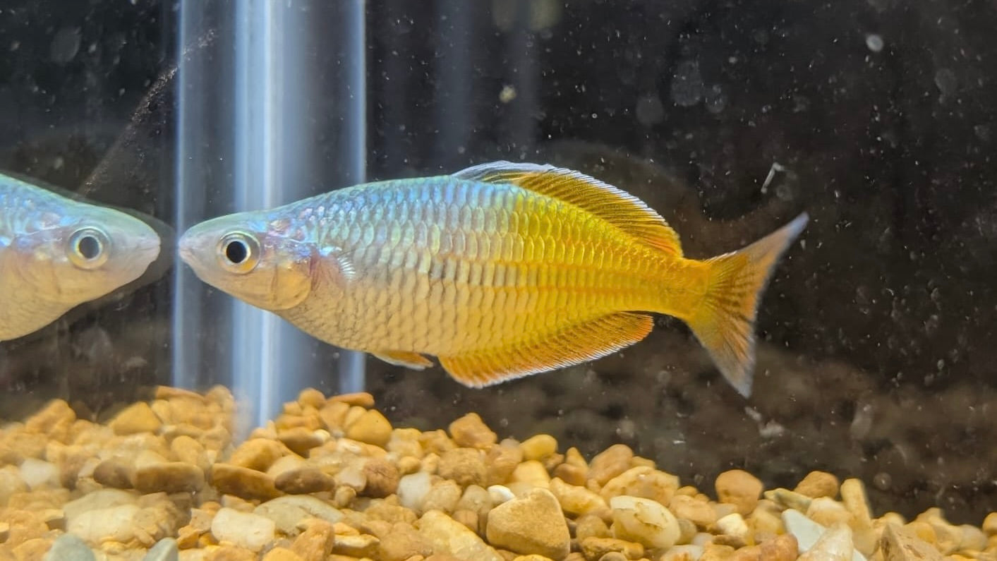 Rainbow Fish – The Fish Farmer's Daughter