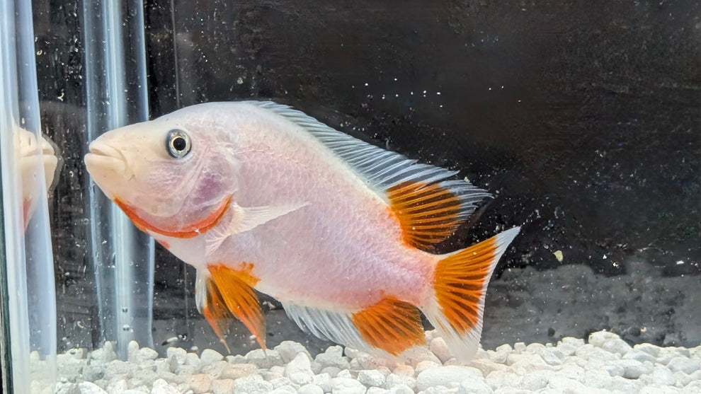 Red Devil – The Fish Farmer's Daughter