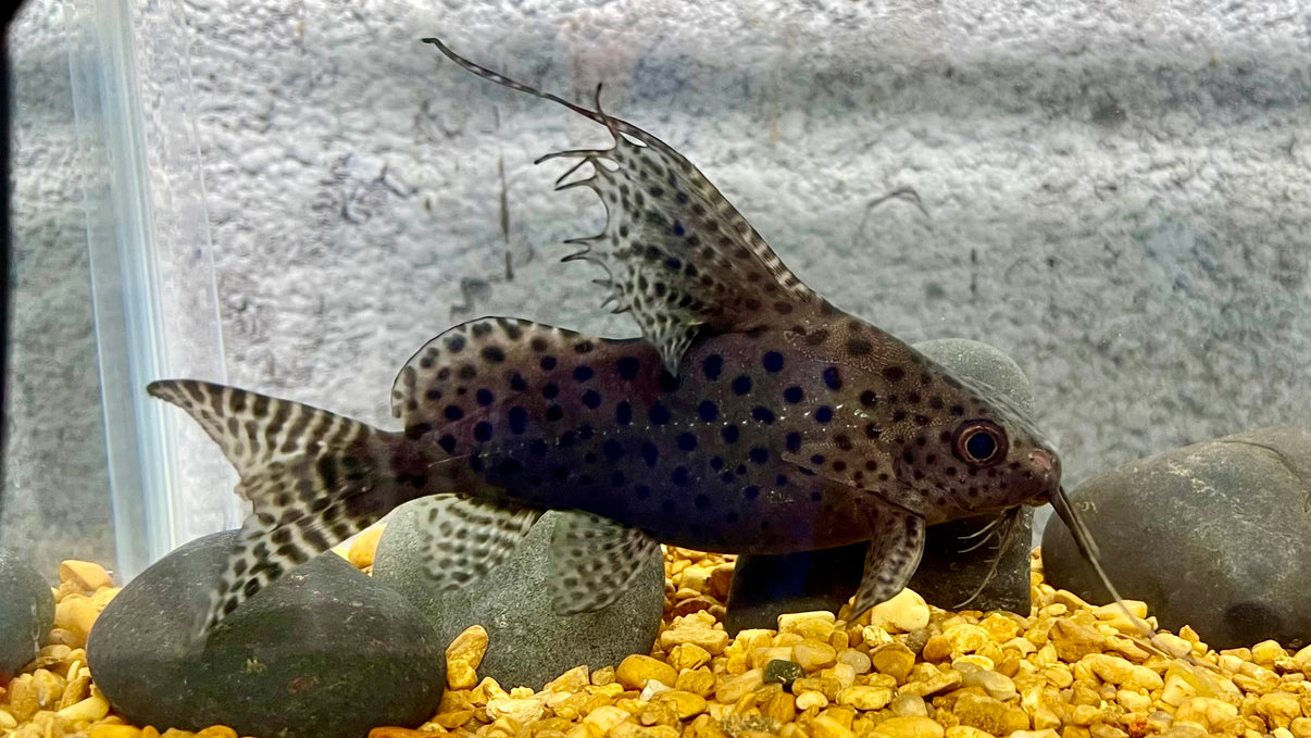 Featherfin Squeaker (Synodontis eupterus) – The Fish Farmer's Daughter