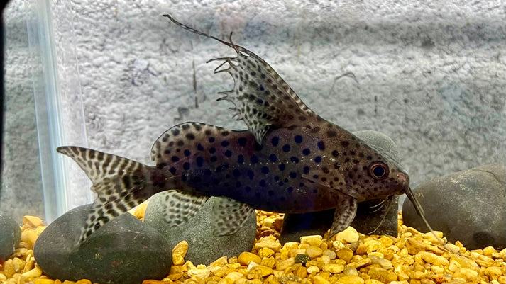 Featherfin Squeaker (Synodontis eupterus) – The Fish Farmer's Daughter