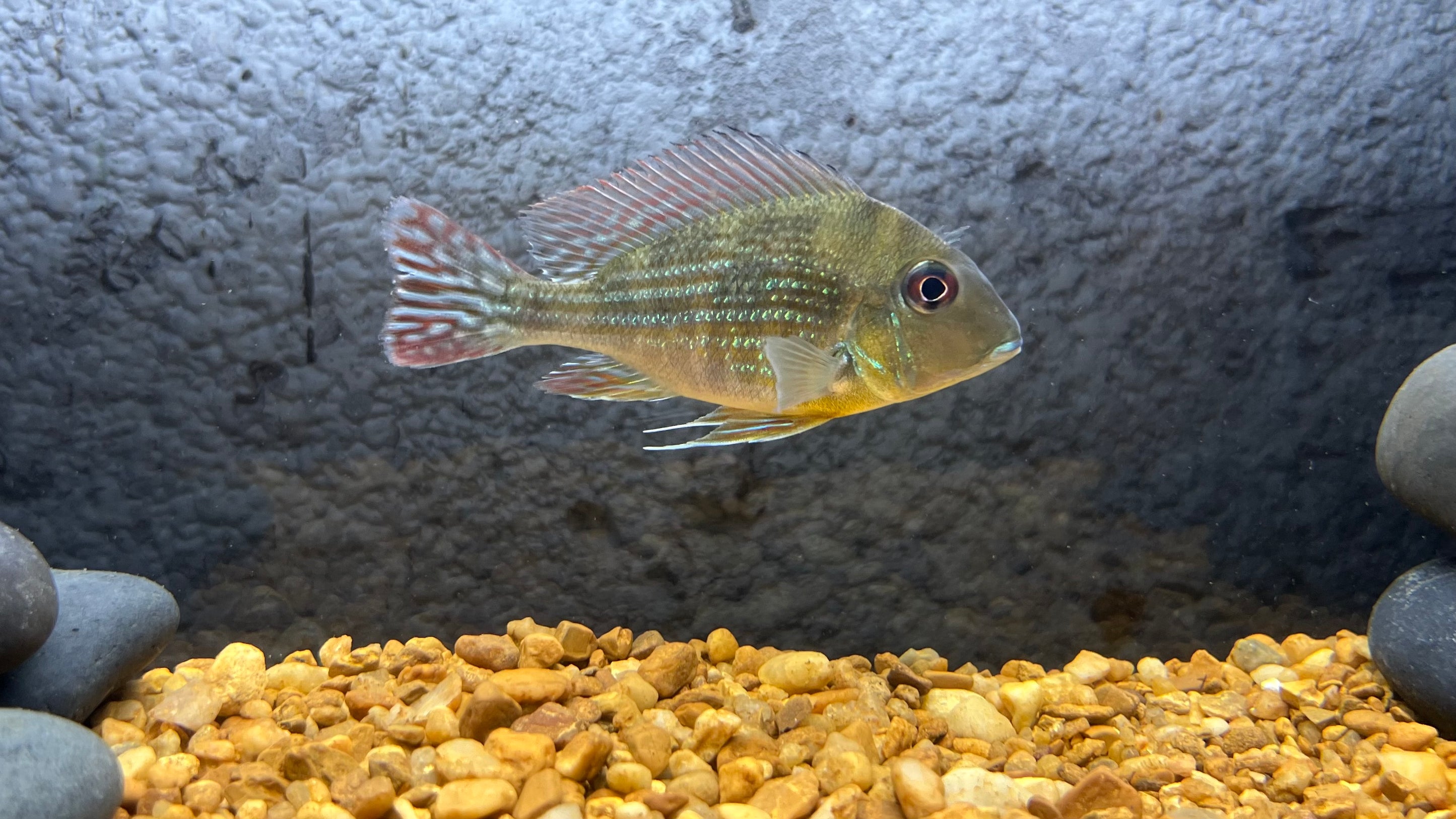 Geophagus altifrons – The Fish Farmer's Daughter