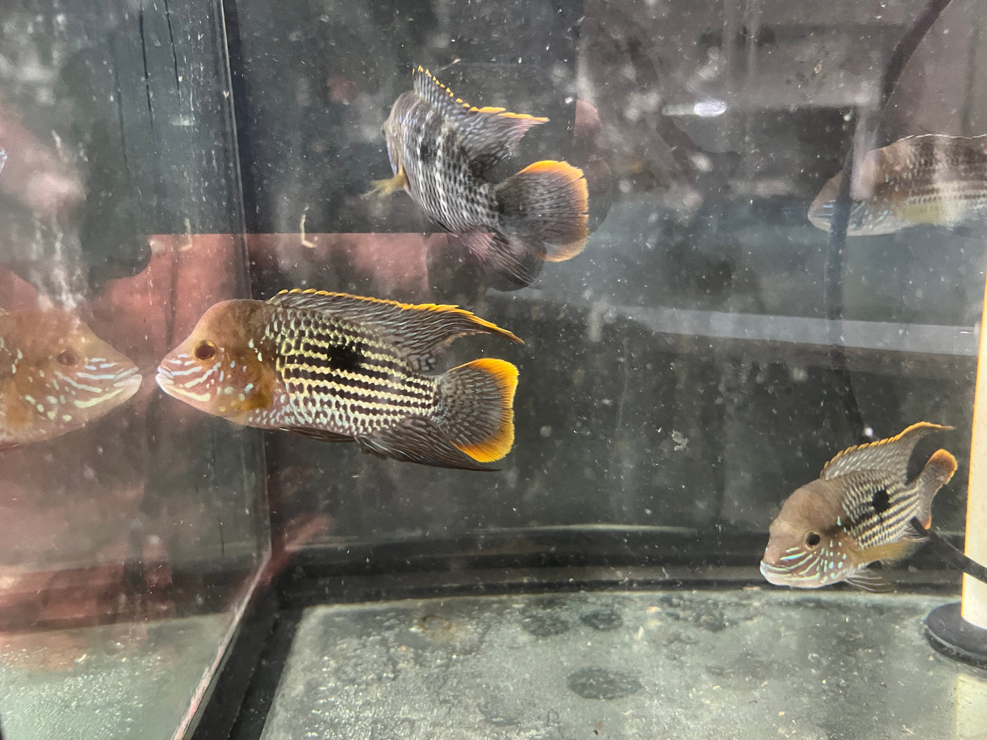 Green Terror Cichlid for Sale - Andinoacara rivulatus - The Fish Farmer ...