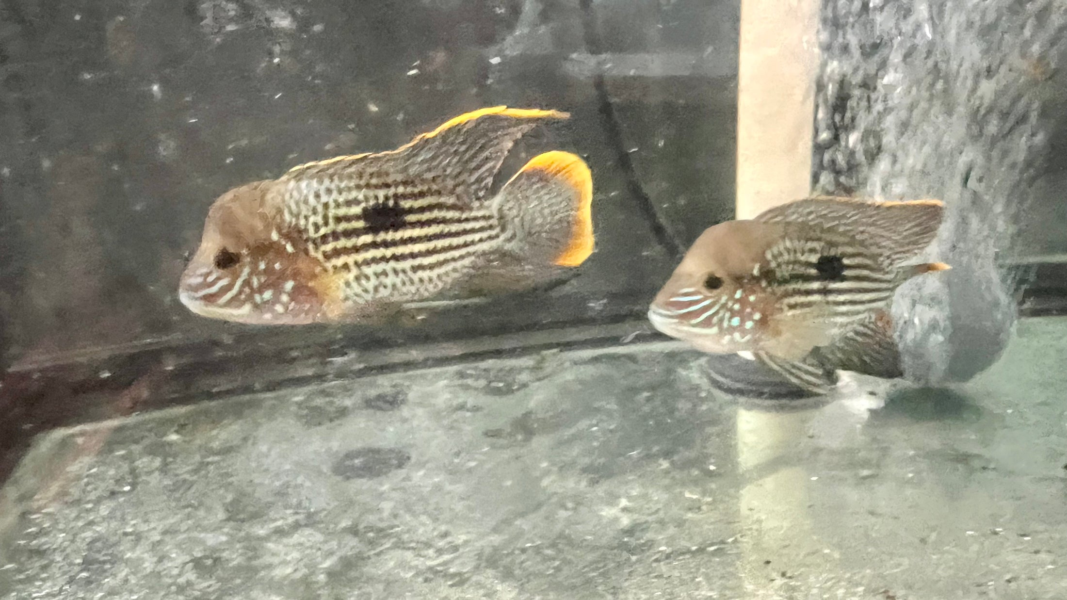 Green Terror Cichlid for Sale - Andinoacara rivulatus - The Fish Farmer ...
