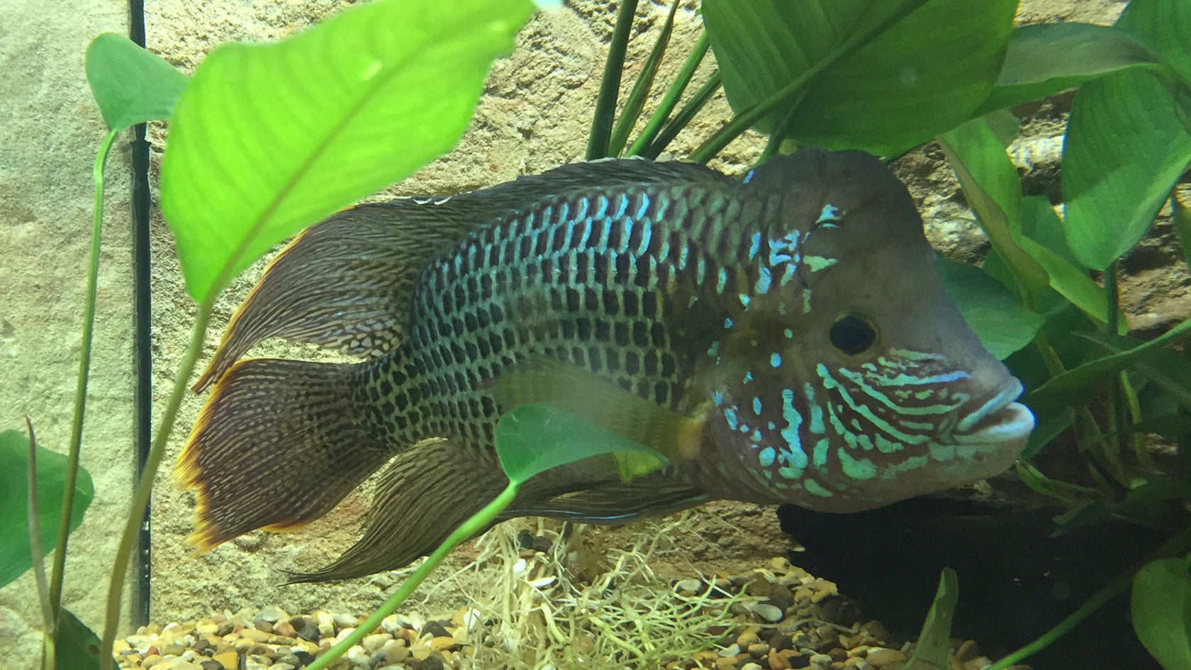 Green Terror Cichlid for Sale - Andinoacara rivulatus - The Fish Farmer ...