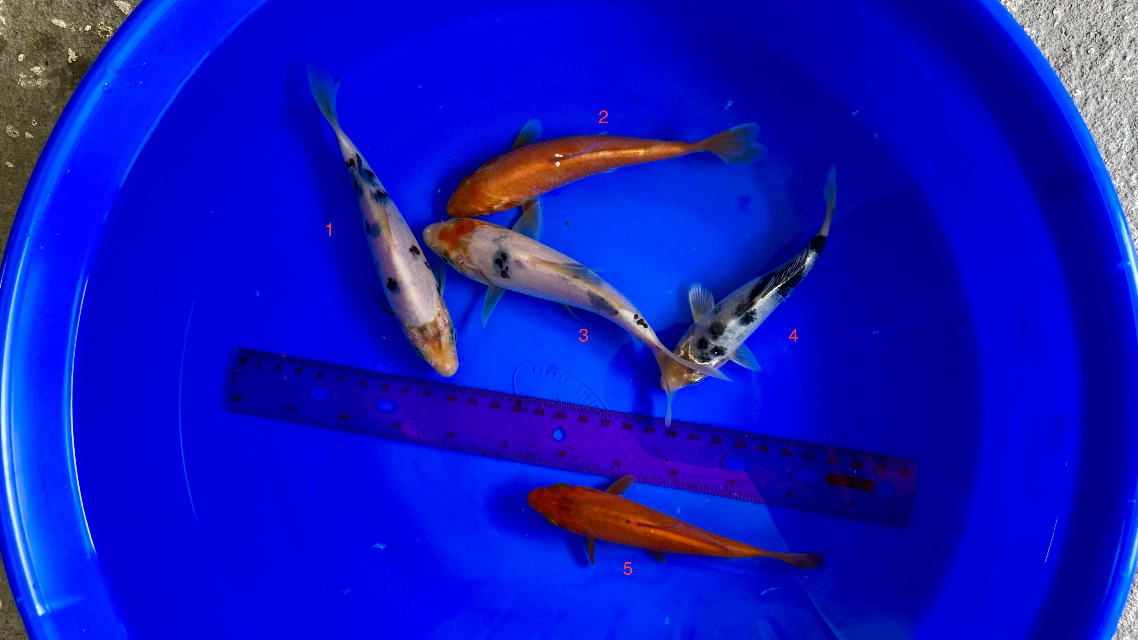 Koi – The Fish Farmer's Daughter
