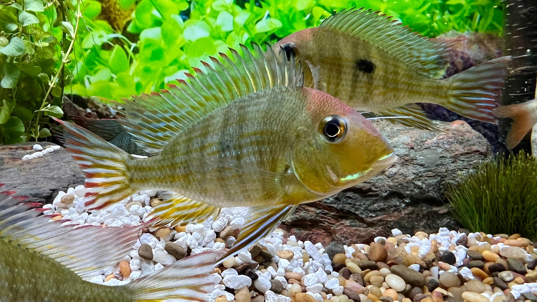 Red Head Tapajos – The Fish Farmer's Daughter