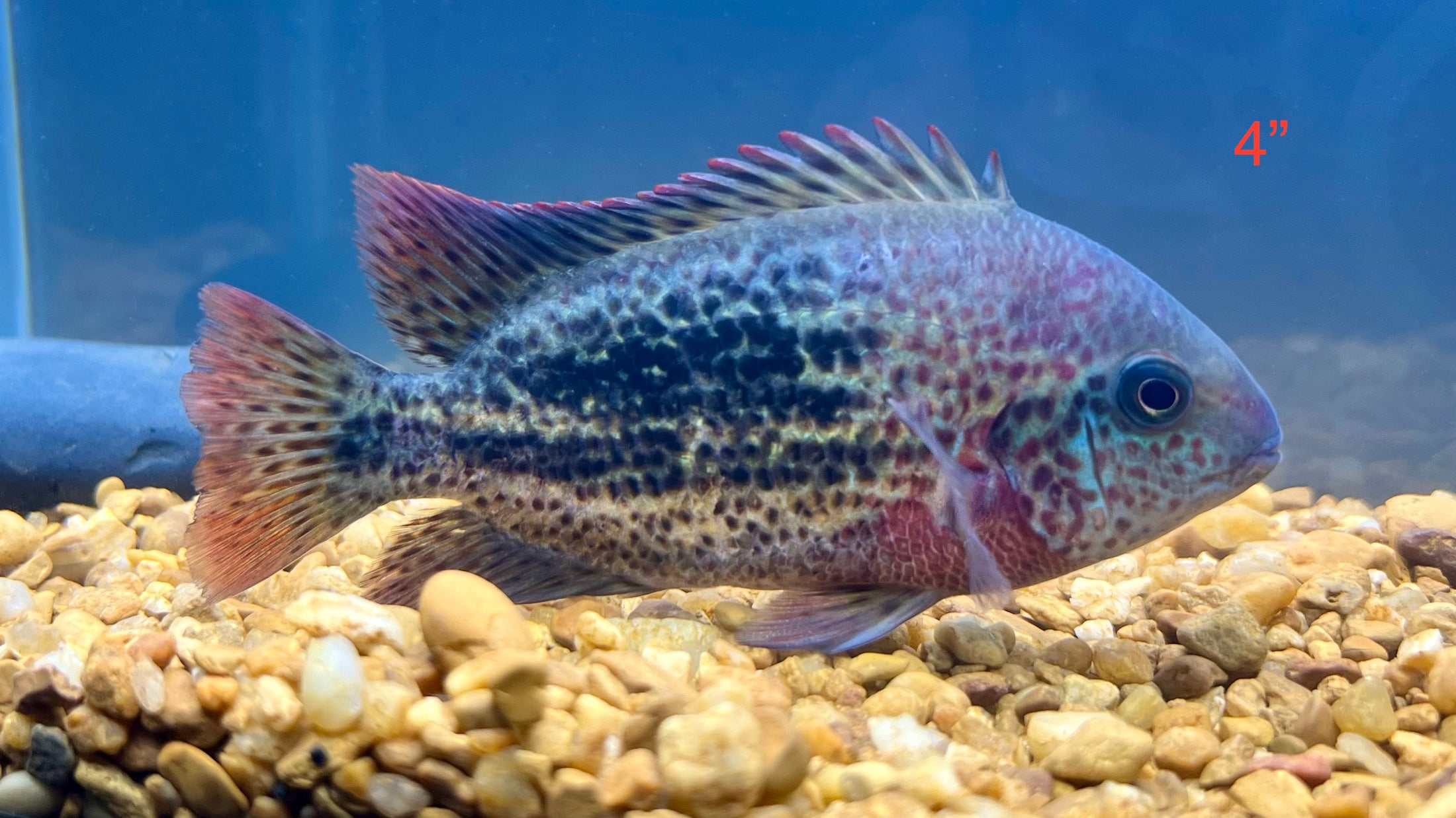 Vieja bifasiata – The Fish Farmer's Daughter