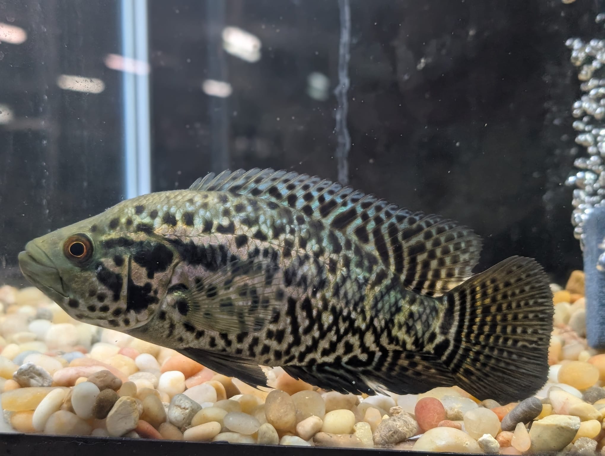 Managuense – The Fish Farmer's Daughter
