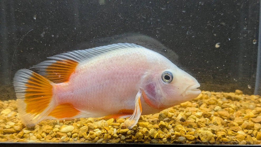 Red Devil – The Fish Farmer's Daughter